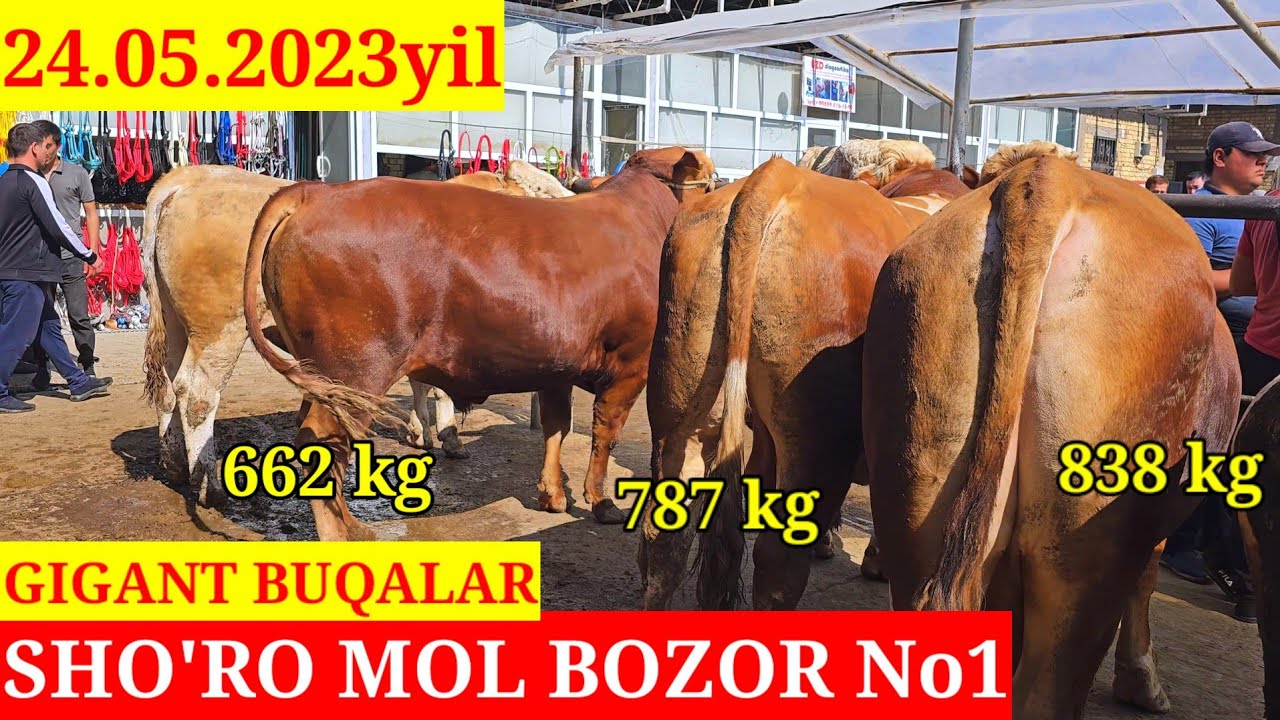 SHO'RO MOL BOZOR. GIGANT BUQALAR BOZORDA TO'LIB KETTI BARAKASINI BERSIN ...
