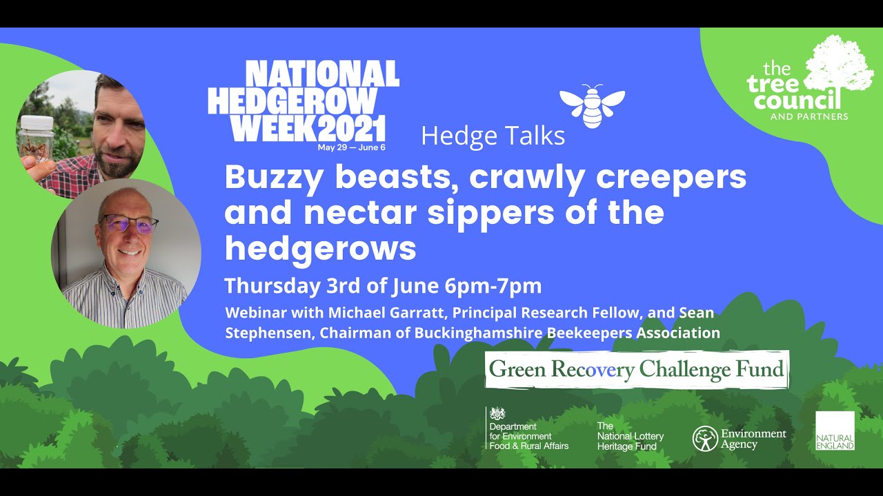 Hedge Talks: Buzzy beasts, creepy crawlies and nectar sippers webinar - YouTube