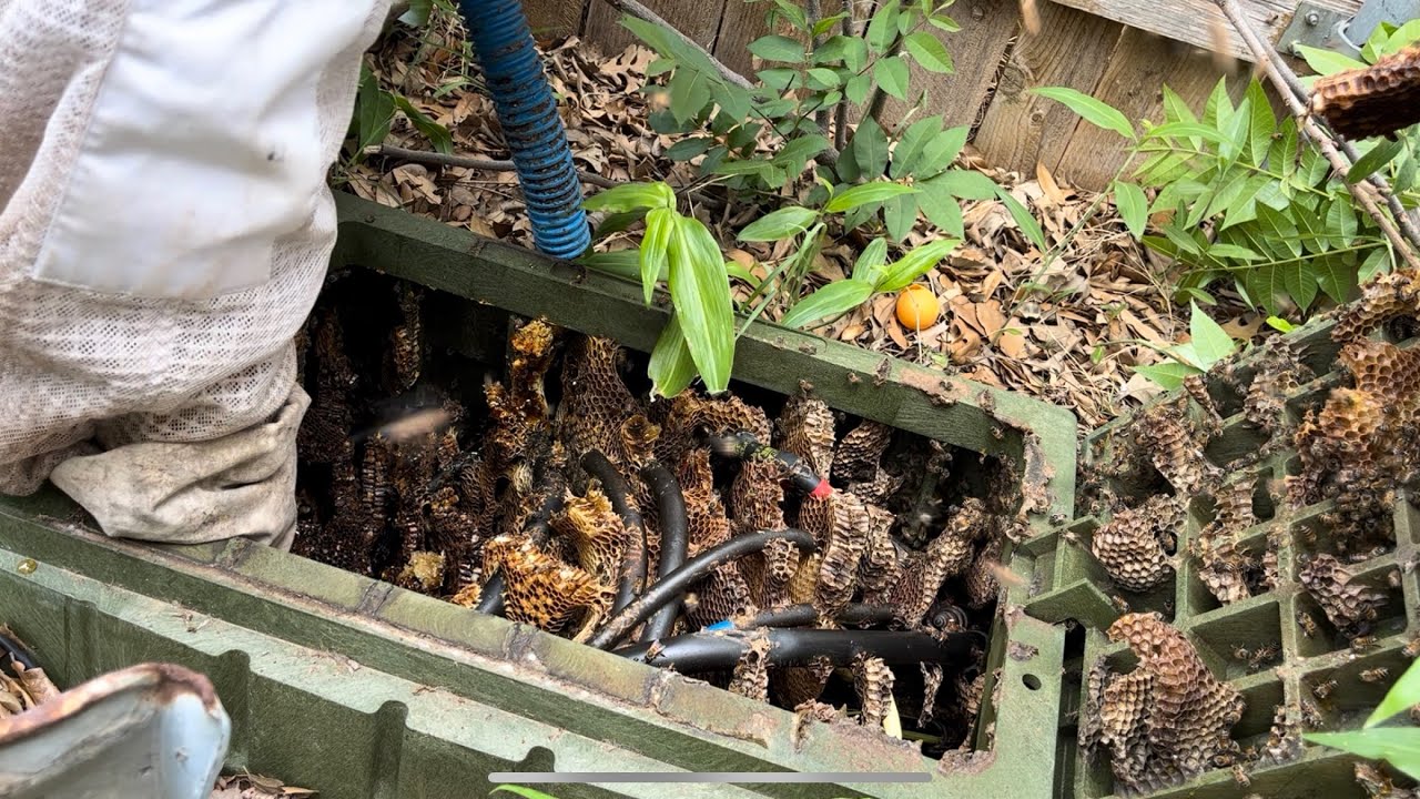Bee Removal In Electrical Box - YouTube