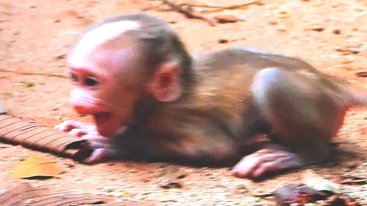 Heartfelt Rejection, Baby Luno's Cry for Comfort - YouTube