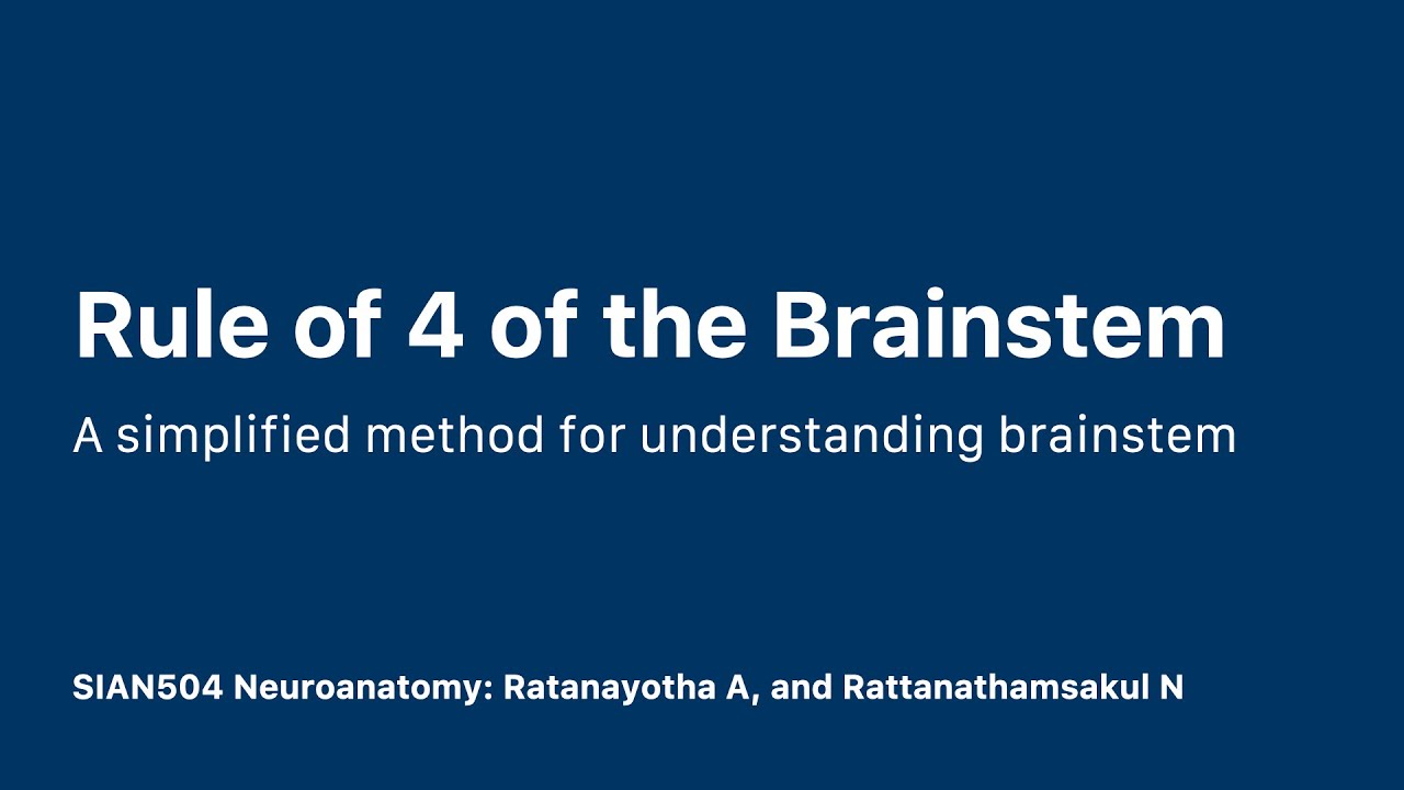 Rule of 4 of the Brainstem - YouTube
