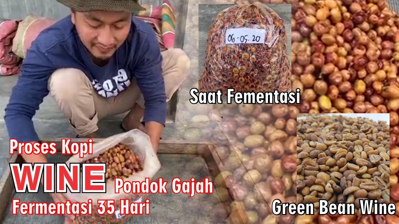 Proses | Cara pembuatan kopi wine fermentasi 35 hari # ...