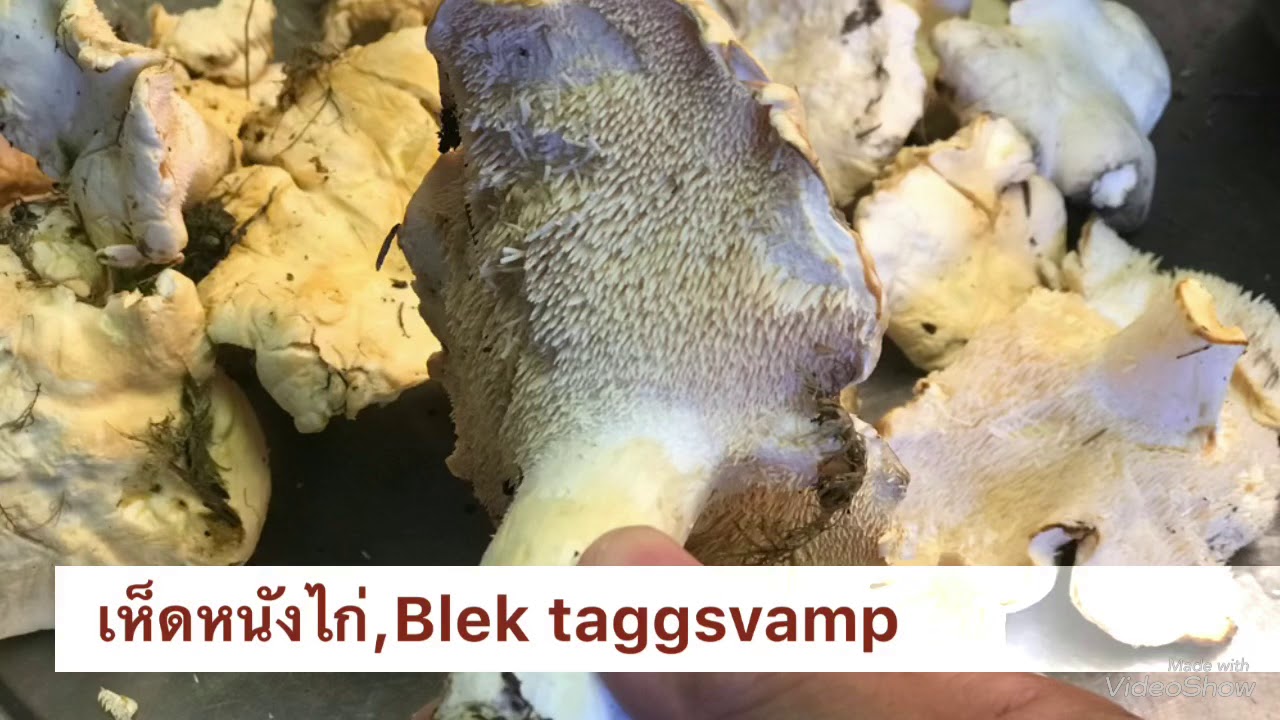 เห็ด 5 ดาว,เห็ดหนังไก่,Blek taggsvamp, มาดูกันค่ะ เห็ดอร่อยอีกหนึ่งชนิด ...