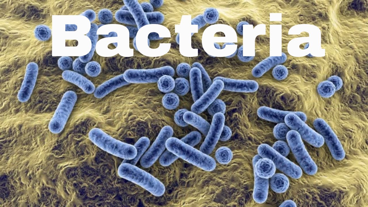 Bacteria They may be small but they are important - YouTube