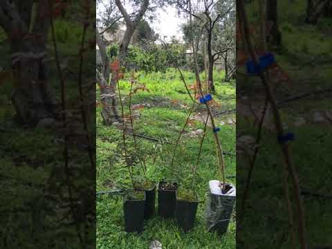 Antep fıstığı yetiştiriciliği-UCB1 Antepfıstığı anacının özellikleri-BÖLÜM 1