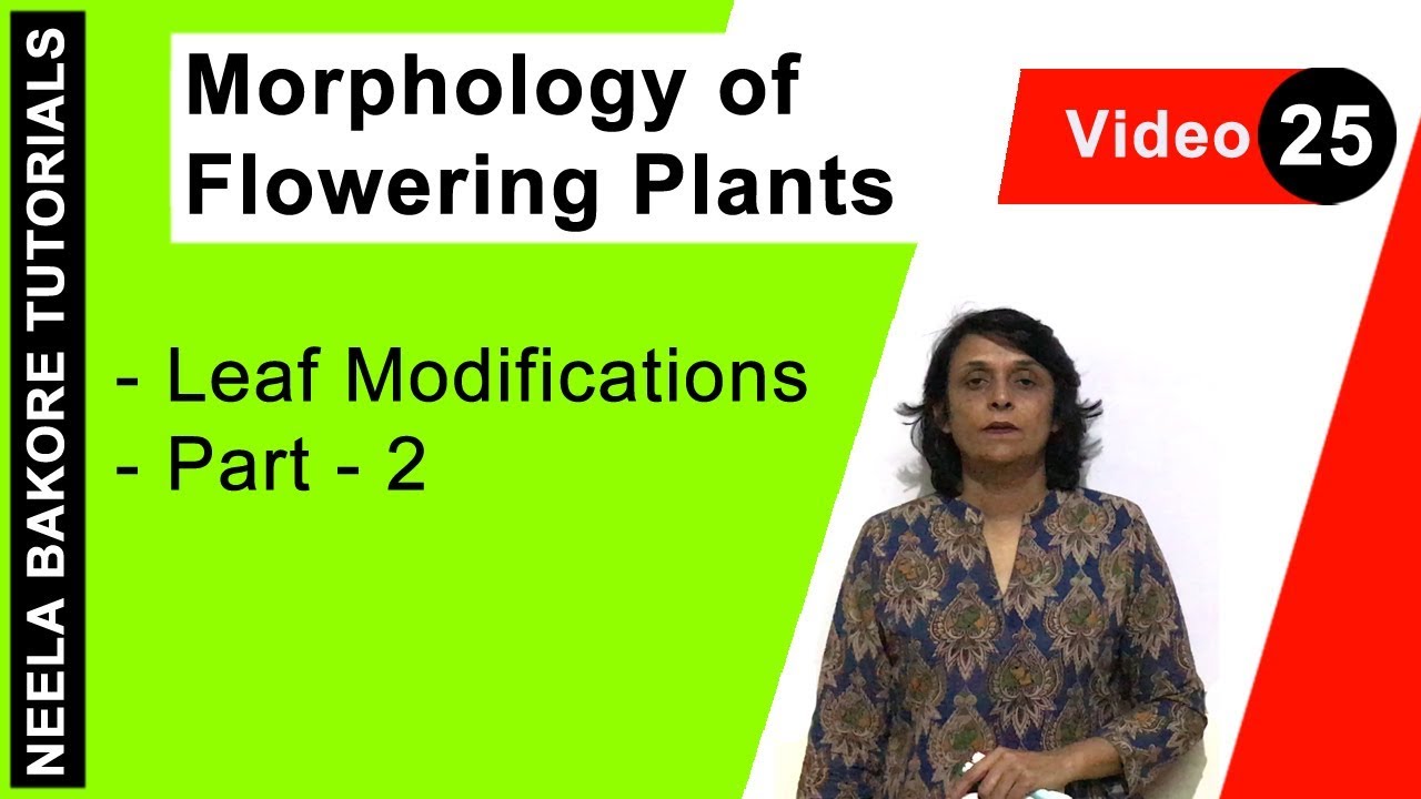 Morphology of Flowering Plants | NEET | Leaf Modifications - Part - 2 ...
