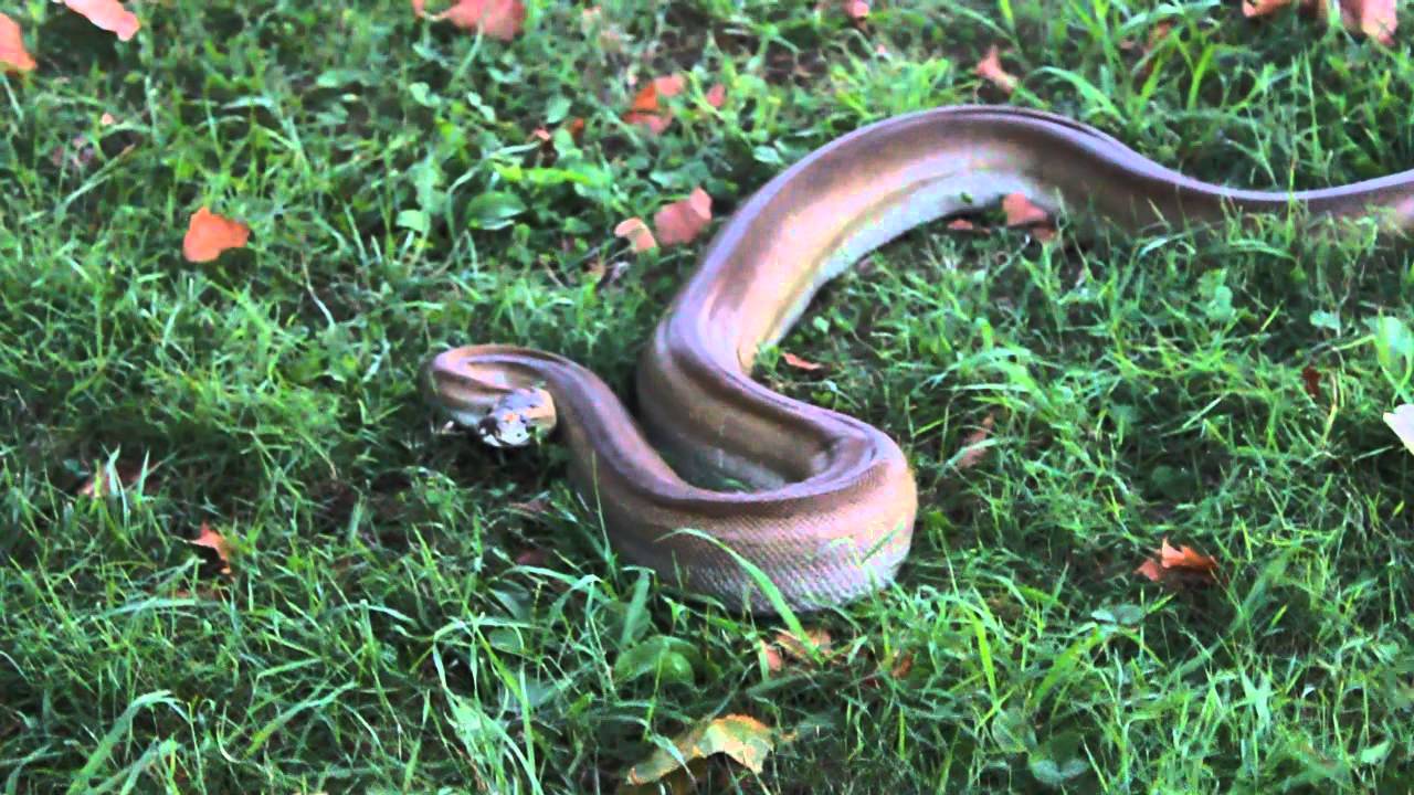 Patternless African Rock Python strikes towards the camera. - YouTube