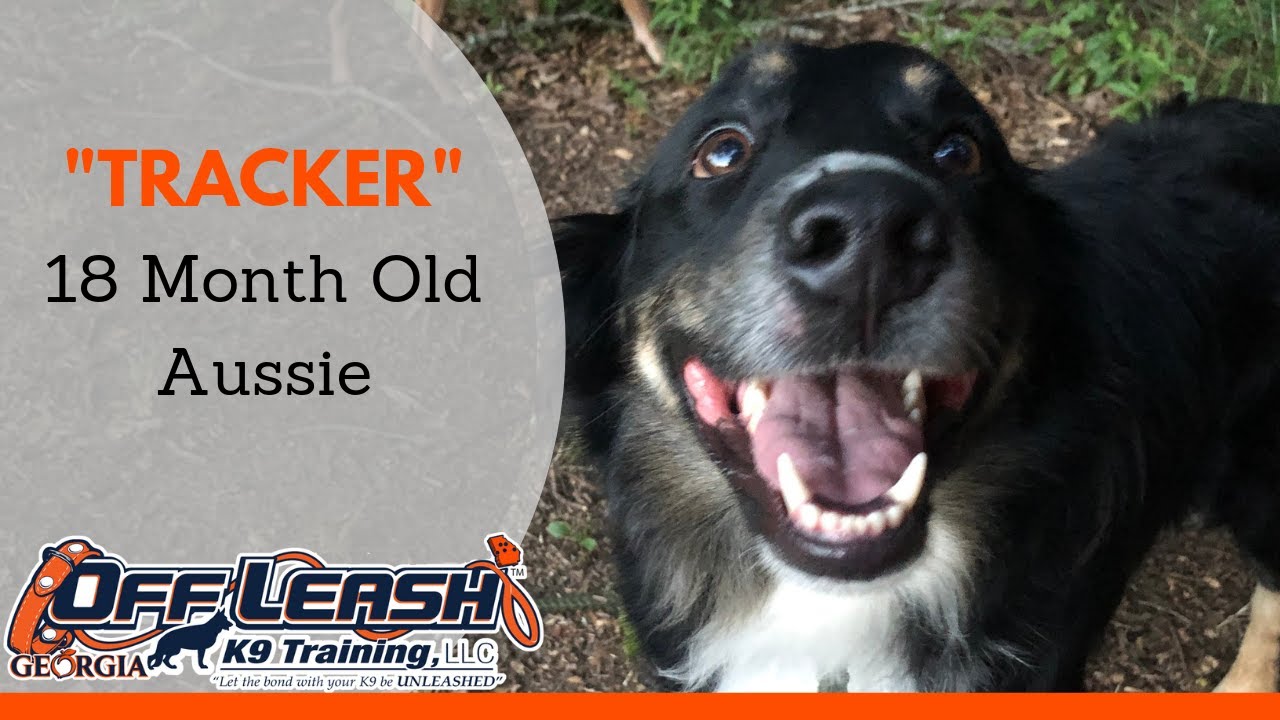 Tracker | 18 Month Old Aussie | 2 Week Board & Train Program Columbus ...