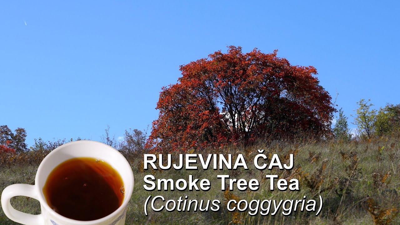 Rujevina čaj | Smoke Tree Tea (Cotinus coggygria) - (4K) - YouTube