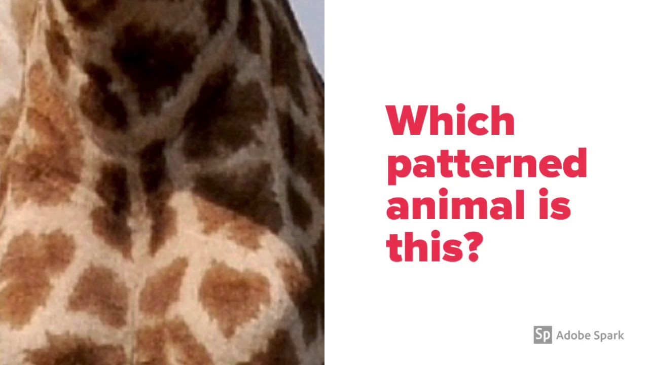 Patterned Animals Early Years - YouTube
