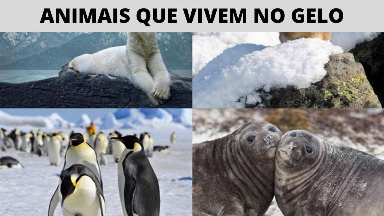 Animais Que Vivem no Gelo | DOCUMENTÁRIO DUBLADO. - YouTube