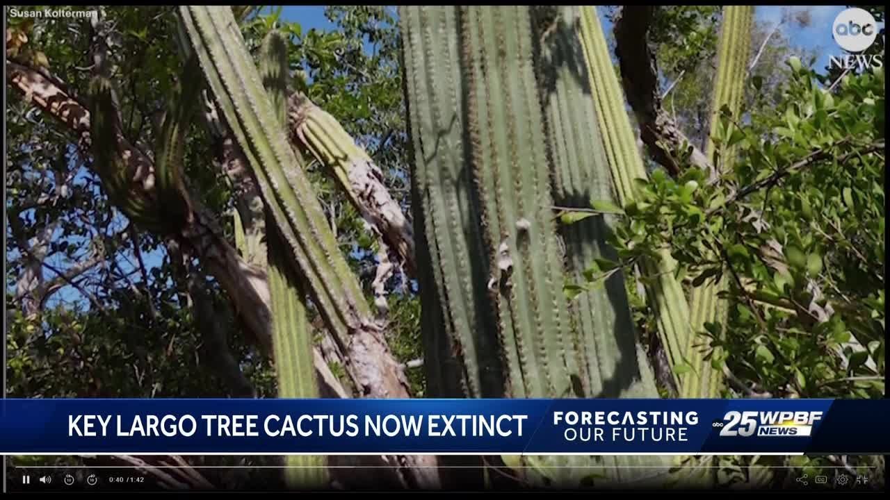 Key Largo Tree Cactus is now extinct due to sea level rise - YouTube