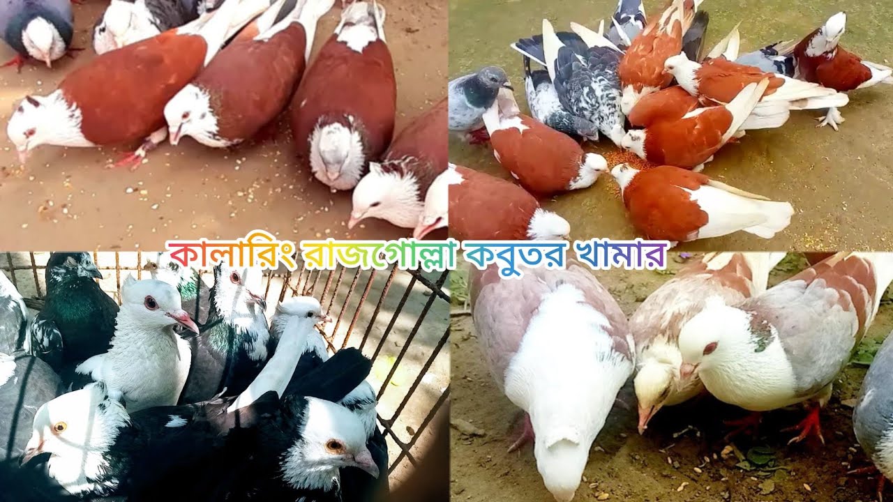 বড় জাতের রাজগোল্লা কবুতর খামার King Size Rajgolla Kobutor #colouring ...