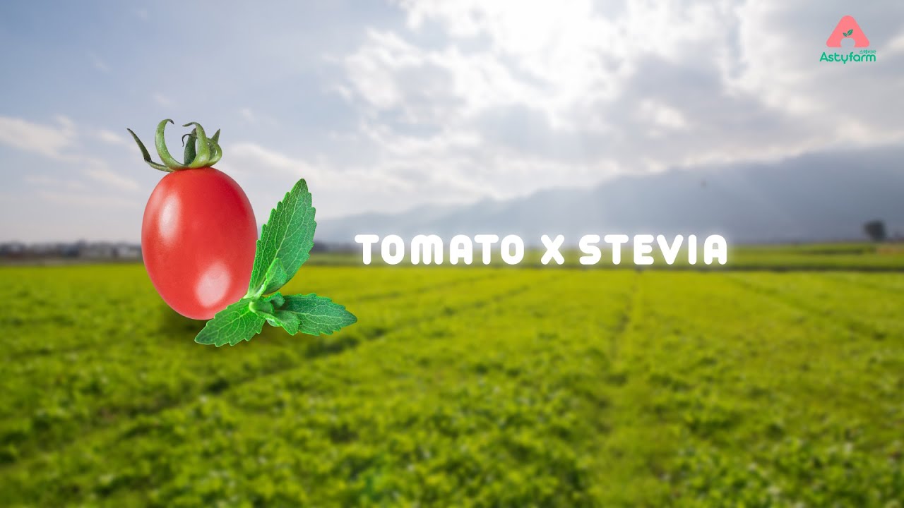 COMING SOON - TOMATO X STEVIA - YouTube