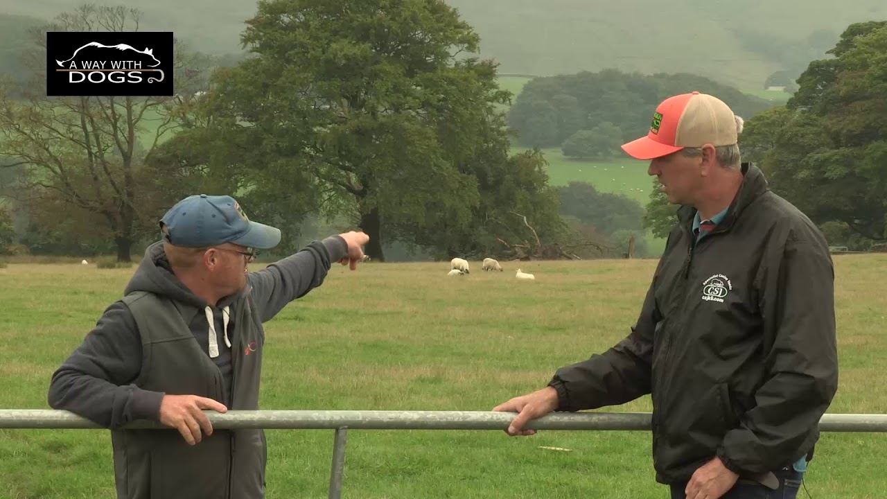 2. Sheepdog Trial Int'l Supreme Ch. Ricky Hutchinson & Paddy Fanning ...