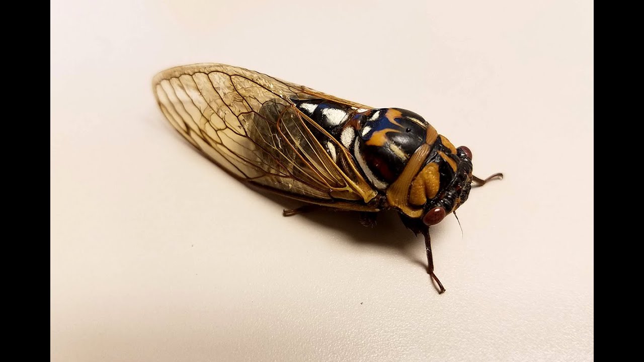 Giant Cicada
