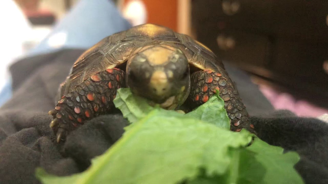 My red-footed tortoise eating veggies - YouTube