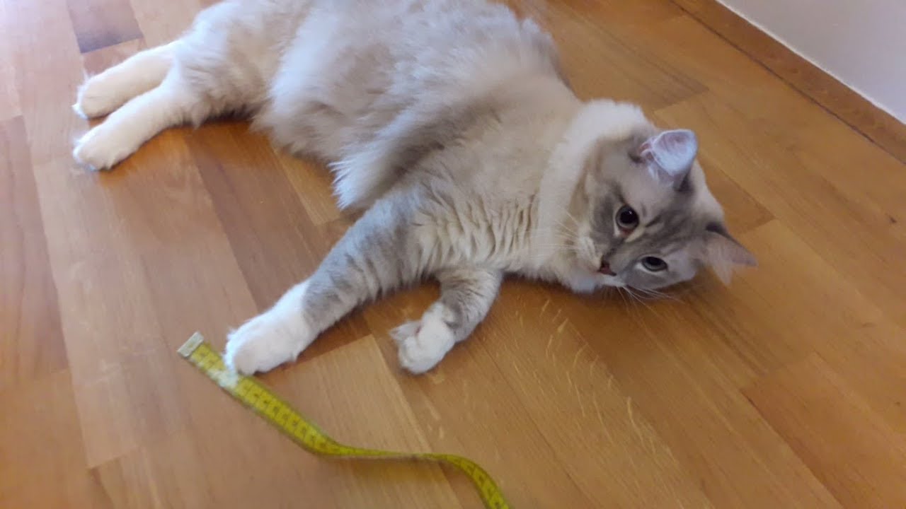 Cat extremely excited about tailor's meter :) - YouTube
