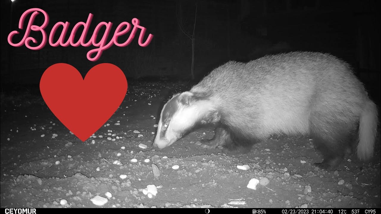 Heart-warming Badger - YouTube