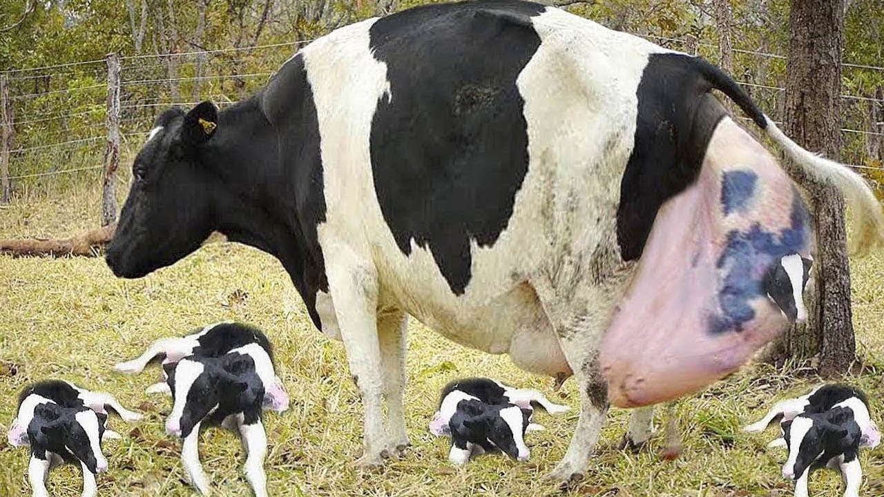 We Found Newborn Calf, Amazing Proper Care For Calves, Professional ...