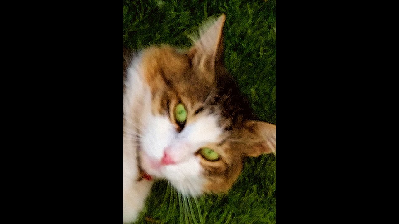 Кот Вася. Нежность. Cat Vasya. Tenderness - YouTube
