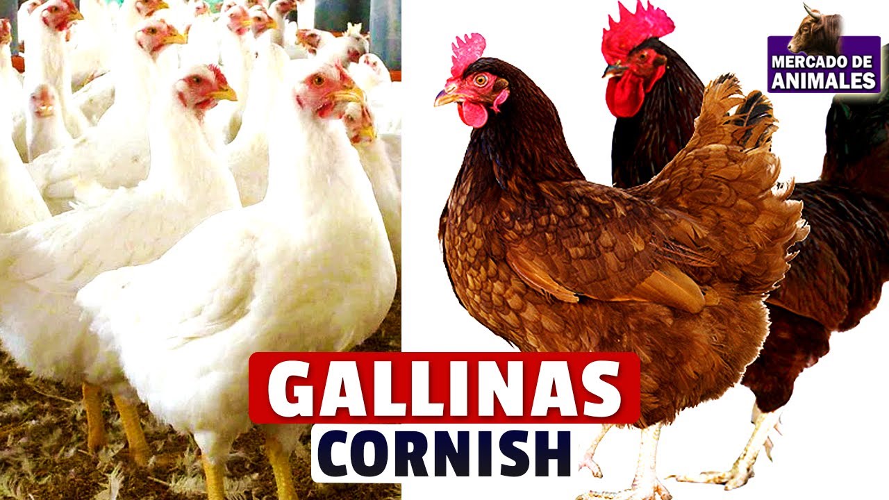 Características de la Gallina Cornish - YouTube