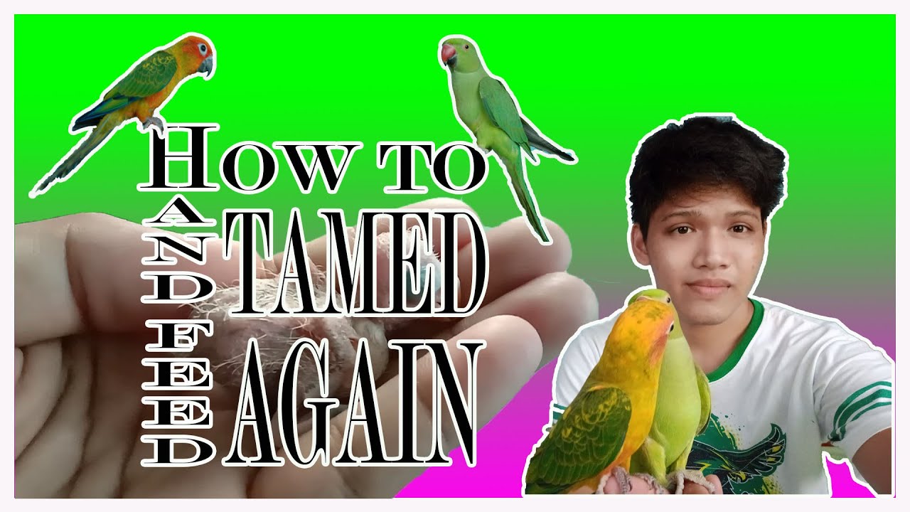 Bluffing Stage INDIAN RING NECK AND UNBONDING SUNCONURE - YouTube