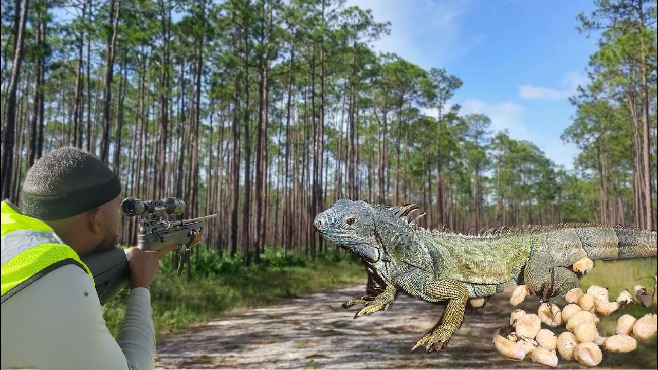 Catch and Cook iguana Egg Curry! Florida Air Rifle iguana Hunting ...
