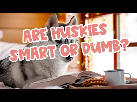 How Intelligent is a Siberian Husky? [Updated Guide]