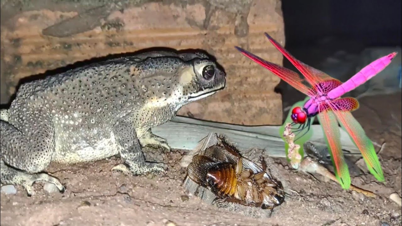 Wow toad like to eat so much😱😱#wow#animals#eating#nature#cockroach# ...