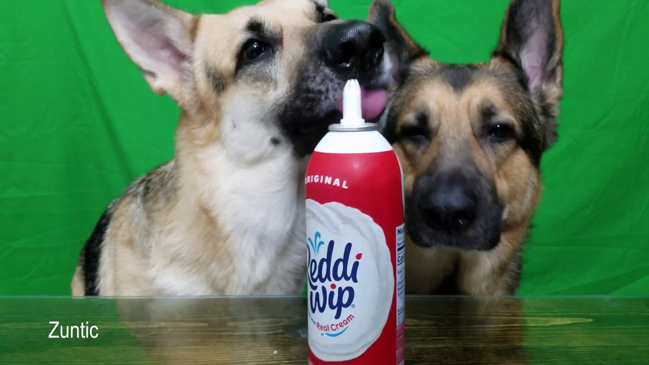 Dogs try reddi wip whip cream - German Shepherds Try - YouTube