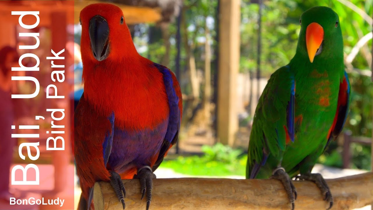 Bali Ubud Bird Park. Unseen species and colors of paradise. - YouTube