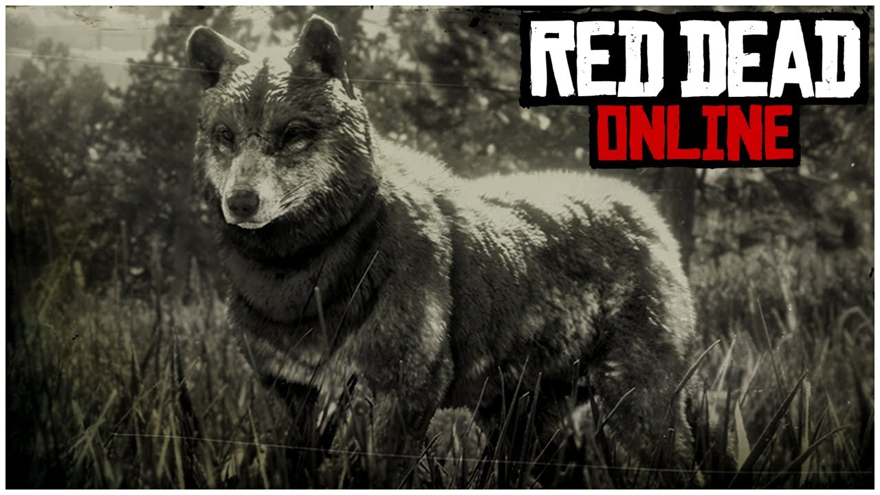 Where to Find the TIMBER WOLF | Red Dead Online NEW Naturalist Role ...