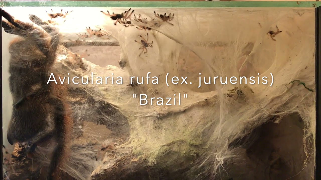 Avicularia rufa (ex juruensis) "Brazil" - YouTube