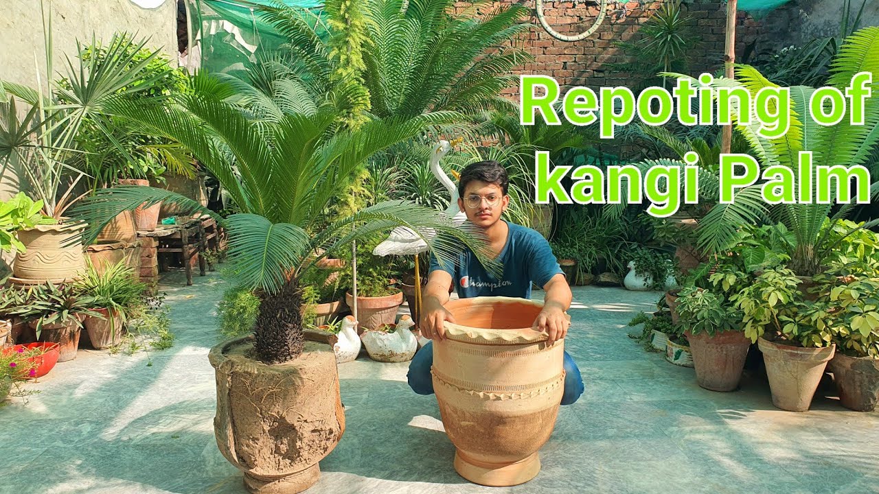 KANGI PALM KO REPOT KAR DIA | BEST WAY OF REPOT THE PLANT #houseplants ...