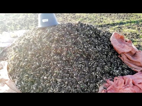 Sampangi flower seeds|samapngi poo kizhangu|சம்பங்கி பூ விதை கிழங்கு ...