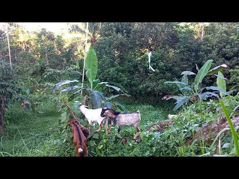 Musim kawin kembali,,kambing kampung,goats making love