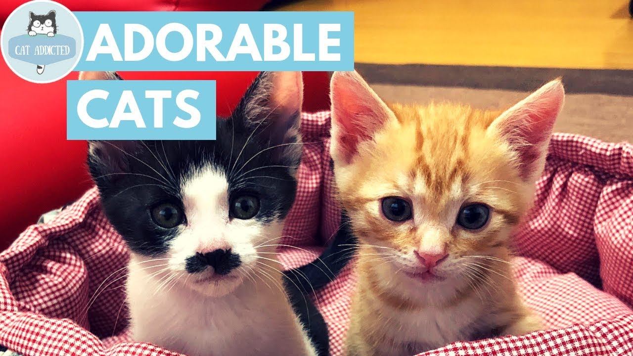 Cats Are Simply Adorable - YouTube