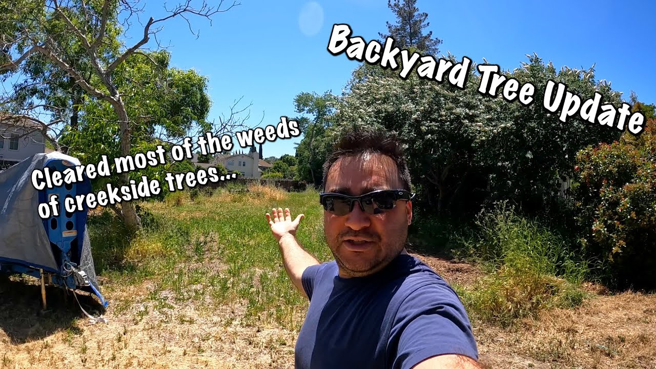 Mow em down, grow right back... So many weeds.. Cleared most of the ...