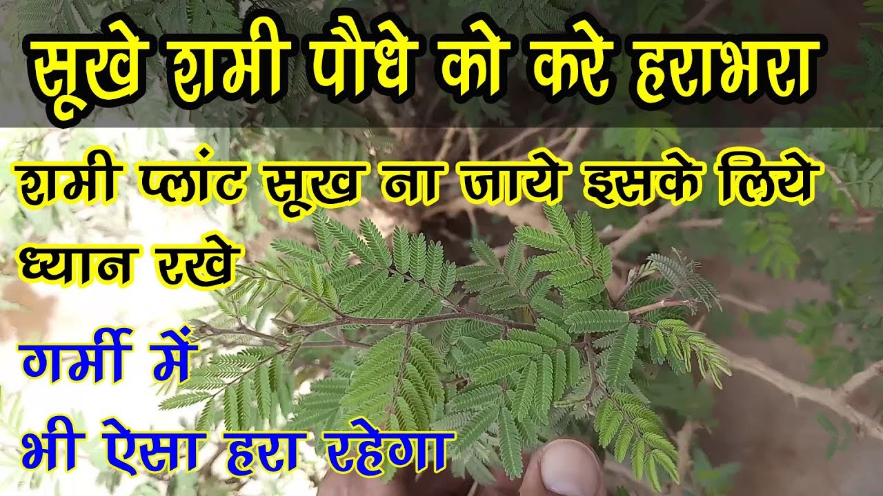 सूखे शमी के पौधे को हरा करे shami plant care, shami ke paudhe ki ...