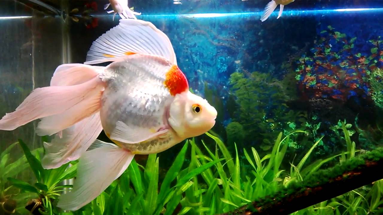 Long Fin Ryukin Goldfish - YouTube