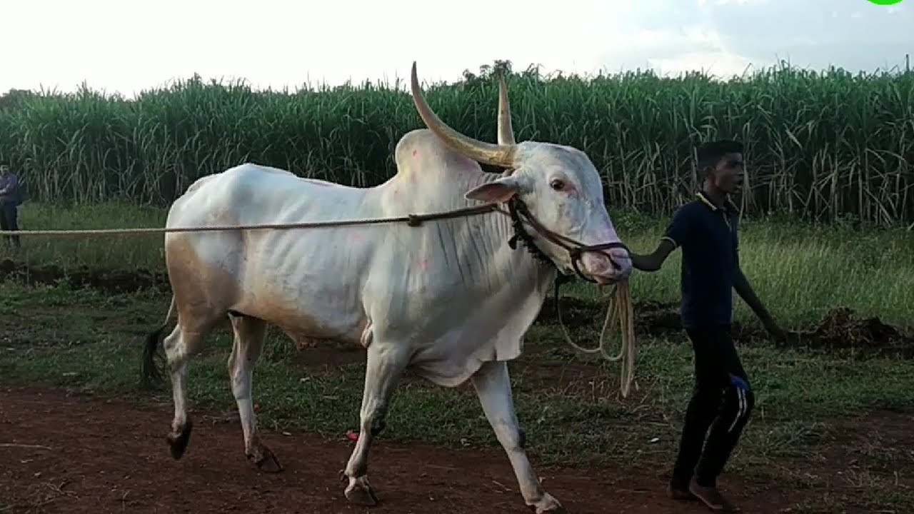 || Big Horn Bull of M K Hubli Bailhongal Running in Bullock cart Race ...