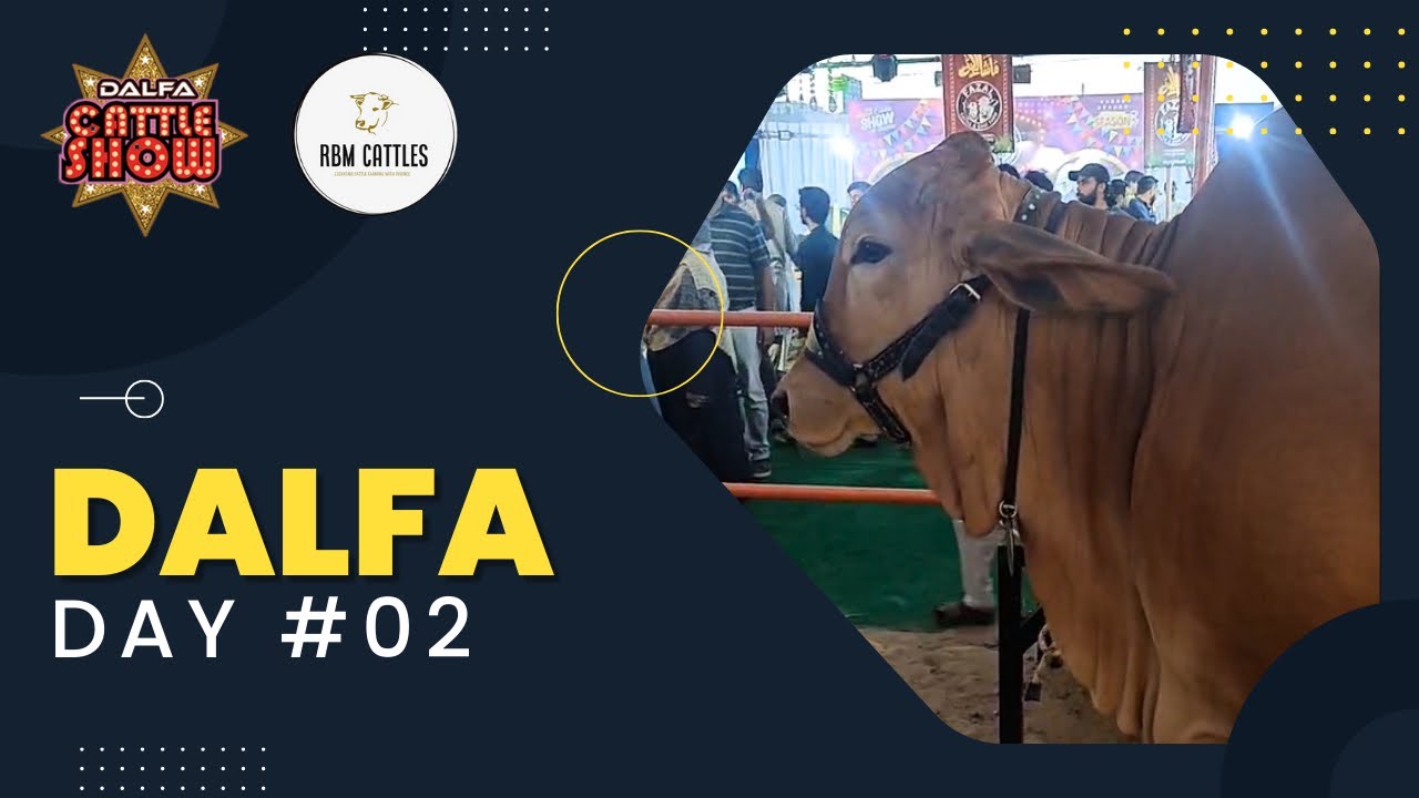 Dalfa Cattle Show Day 2 | Dhoom Cattle ke Bachray Ne Halchal Macha Di - YouTube