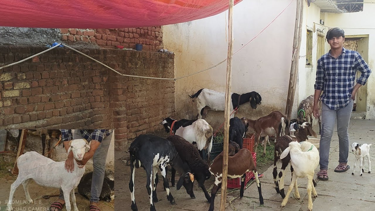 Best collection of Rampuri & Desi Goats with kids Available Contact ...