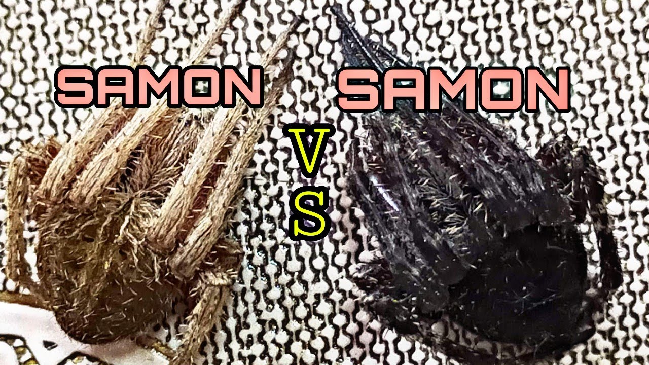 SAMON TO SAMON | SPIDER FIGHT - YouTube