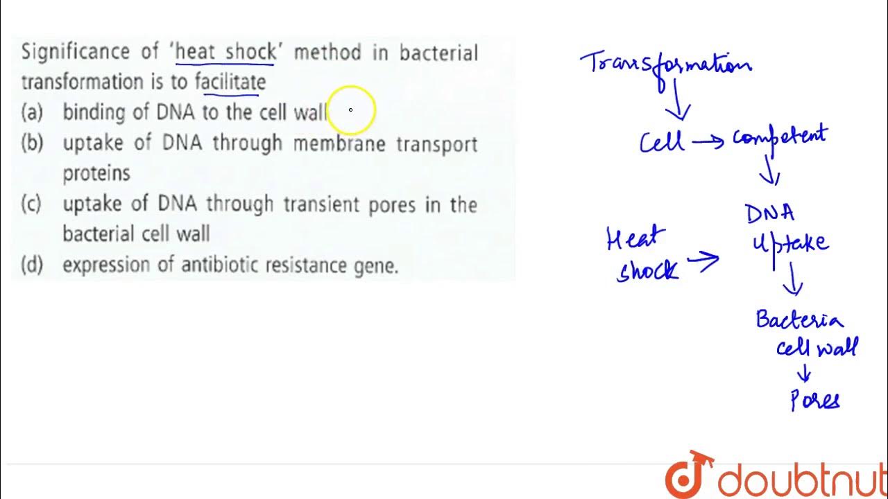 Significance of 'heat shock' method in bacterial transformation is to ...