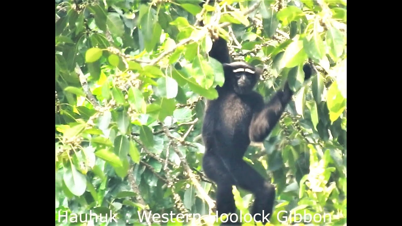 Hauhuk ram tla lai.... - YouTube