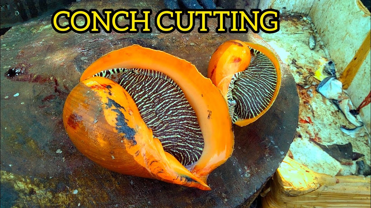 CONCH CUTTING VIDEO/ VERY BEAUTIFUL 😍 / VERY TASTY 😋 - YouTube