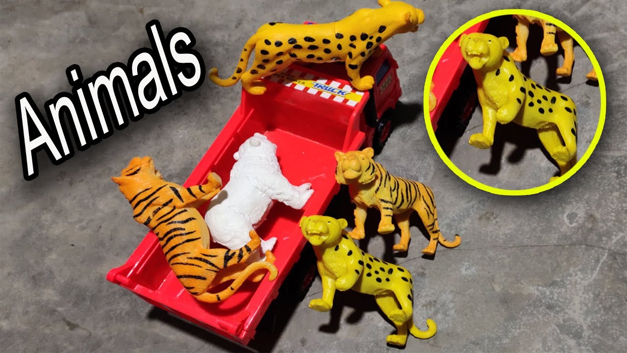 Unboxing Animals Video tiger,leopard |zoo animals video | forest ...
