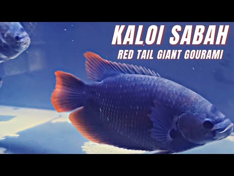 Kaloi Sabah Ekor Merah | Red Tail Giant Gourami - Update 29.9.2021 ...